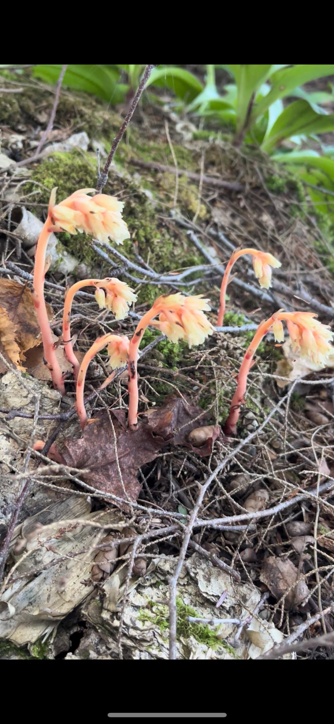 Pinesap- Red Ghost Pipe Tincture - Etsy