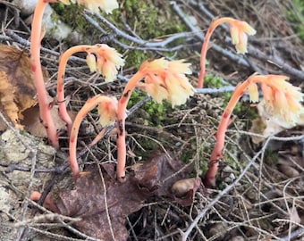 Pinesap- Red Ghost Pipe Tincture - Etsy