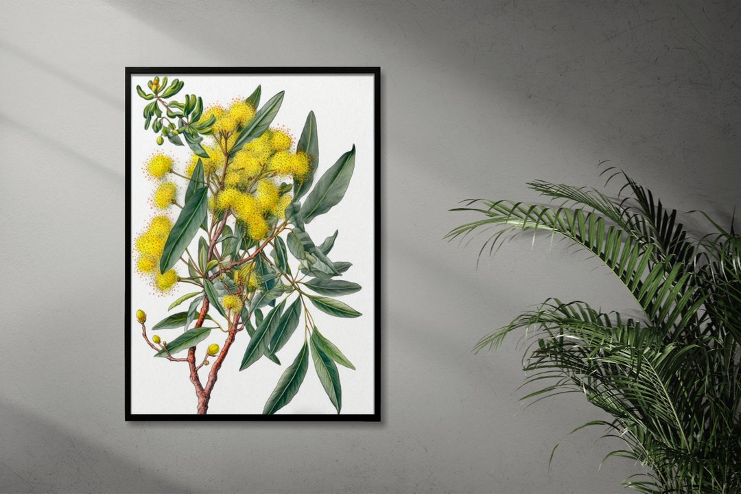 Australian Wattle Flower, Sketch Drawing, Digital Download, Printable ...