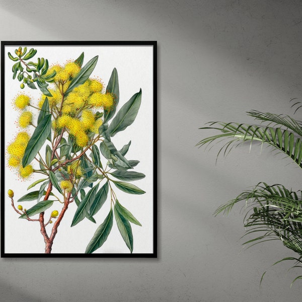 Wattle Drawing - Etsy Australia