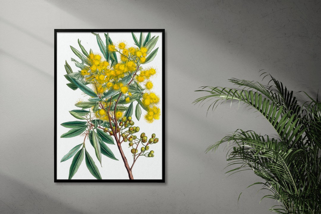 Australian Wattle Flower, Sketch Drawing, Digital Download, Printable ...