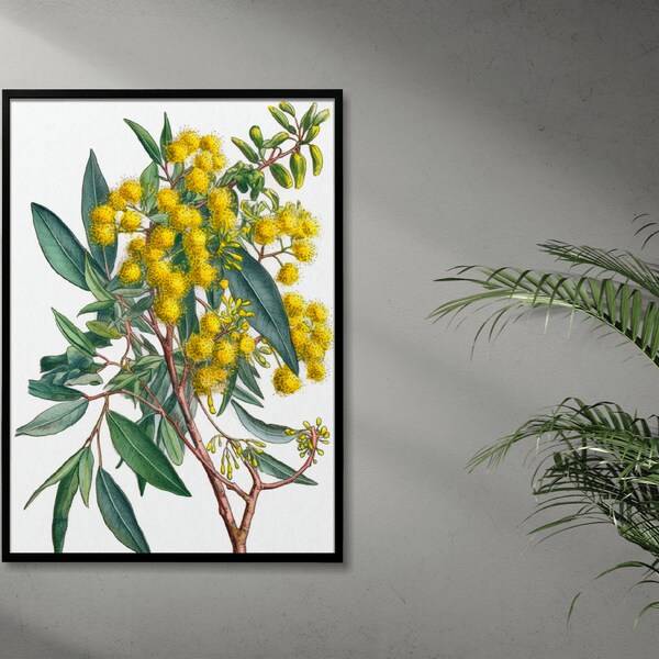 Wattle Drawing - Etsy Australia