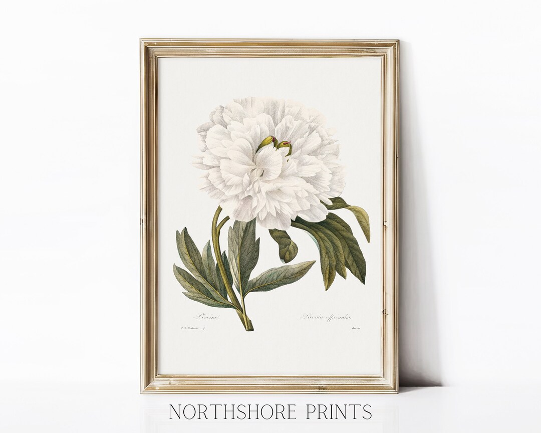 Peony Vintage Drawing Antique Botanical Print Digital - Etsy
