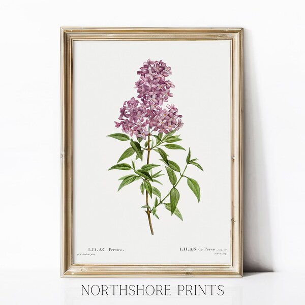 Lilac Botanical Art - Etsy