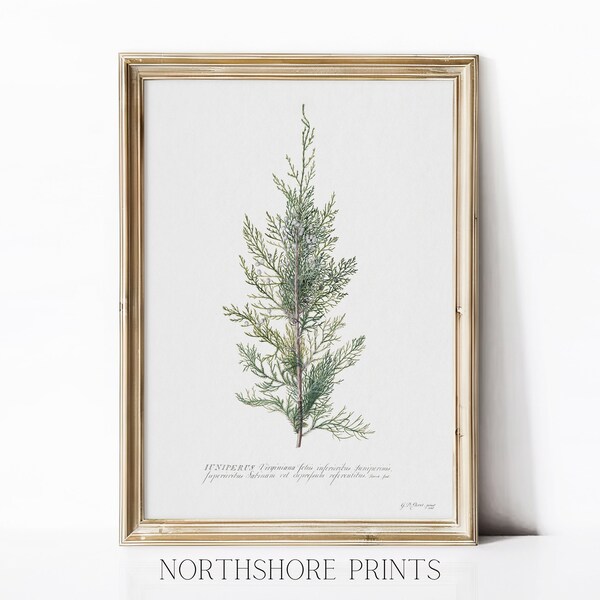 Botanical Poster - Etsy
