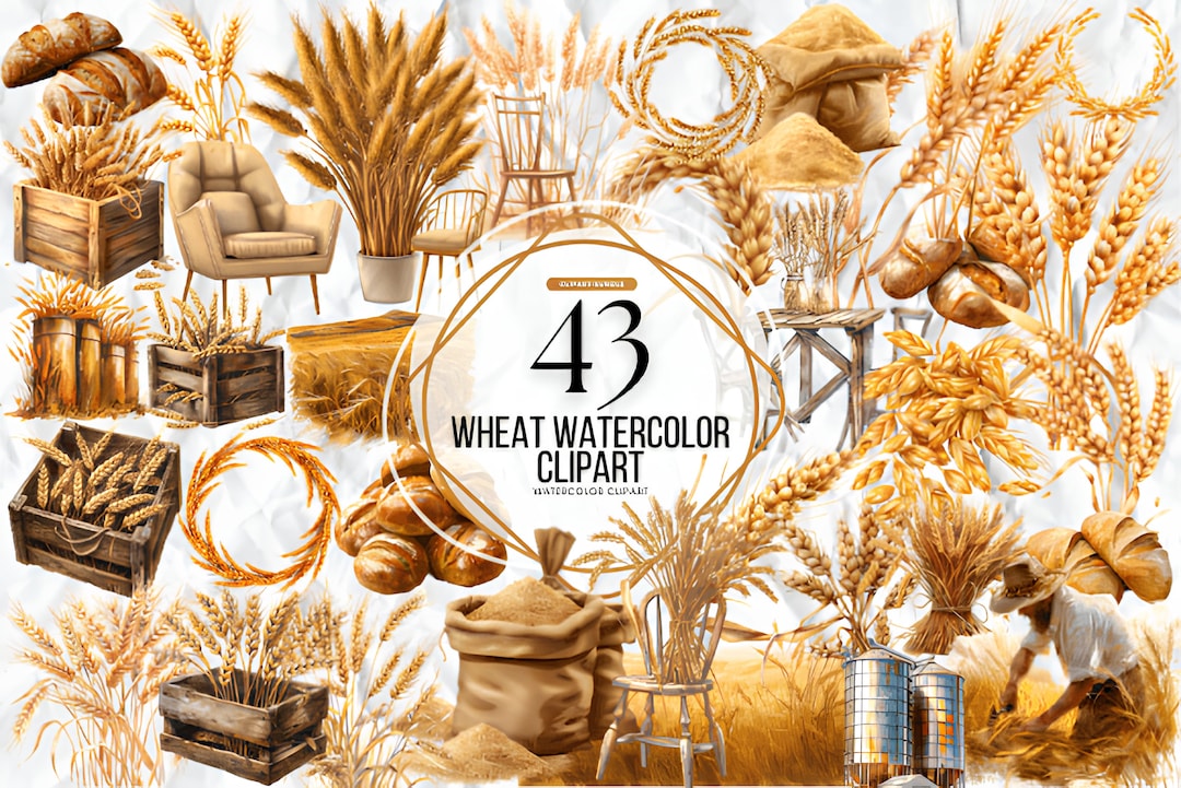 Watercolor Wheat Clipart Bundle | Wheat Digital Images | Wheat Graphics ...