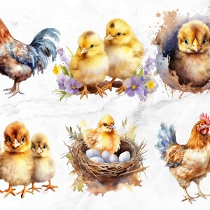 Watercolor Chicken PNG | Baby Animals | Baby Chick Clipart | Farm ...