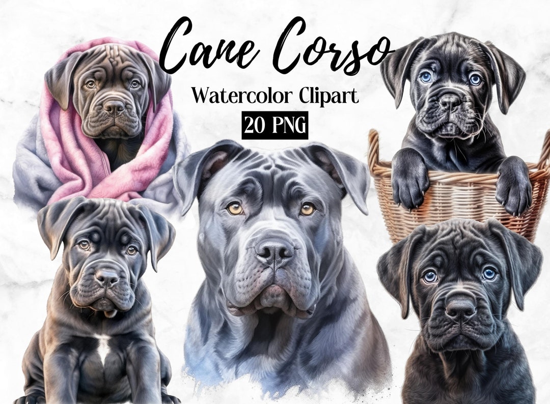 Cane Corso Clipart - 20 High Quality Pngs- Dog Watercolor Digital ...