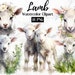 Baby Lamb Clipart | Lamb PNG | Baby Animals | Farm Animals PNG | Baby ...