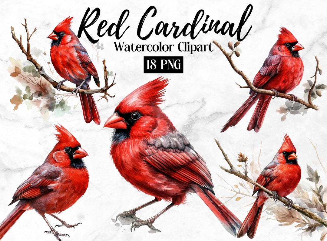 Red Cardinal PNG | Red Cardinal Bird | Cardinal Clipart | Watercolor ...