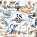 Funny Seagulls Clipart 28 Png, Goofy Seagull Birds, Silly Gulls ...