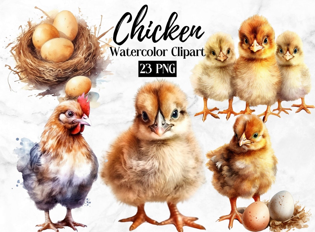 Watercolor Chicken PNG | Baby Animals | Baby Chick Clipart | Farm ...