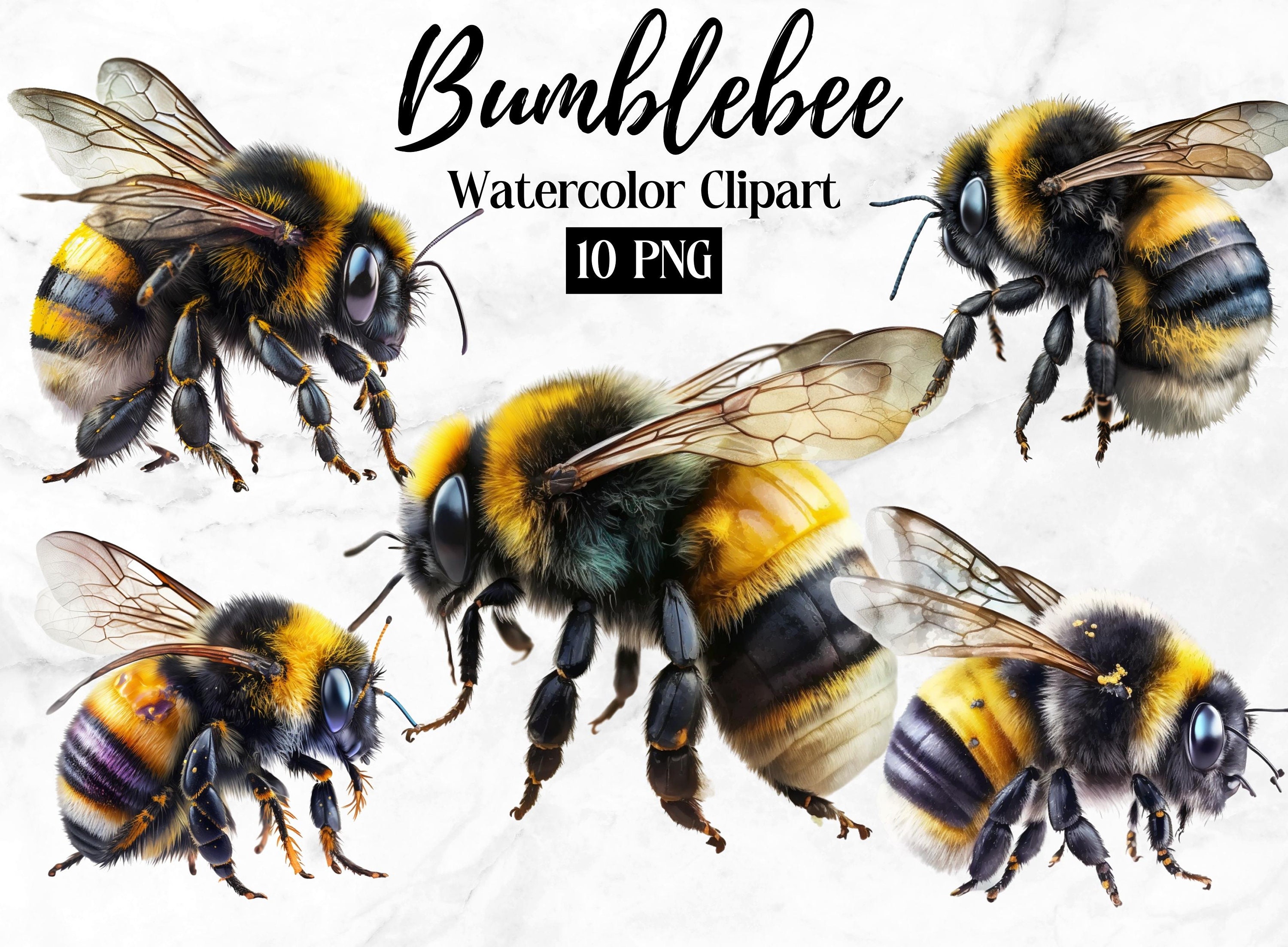 Bumblebee Clipart 10 High Quality Pngs Digital Download - Etsy