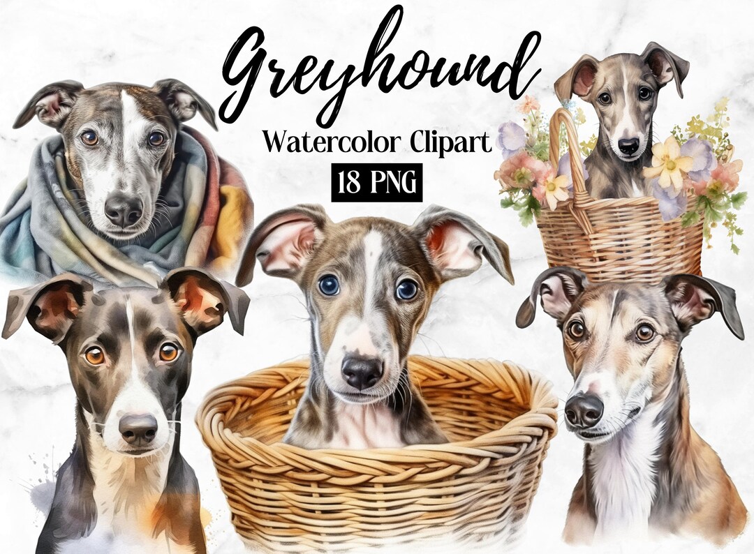 Greyhound Clipart Bundle - 18 High Quality PNG&JPG 300DPI - Digital ...