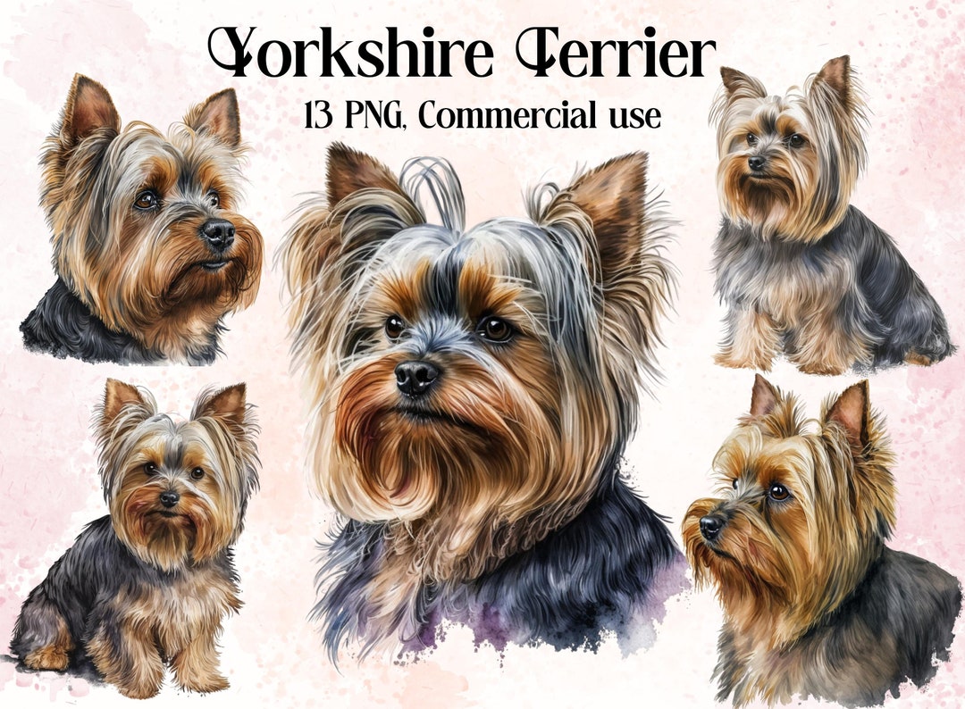 Yorkshire Terrier Clipart Images, High Resolution PNG Illustrations ...