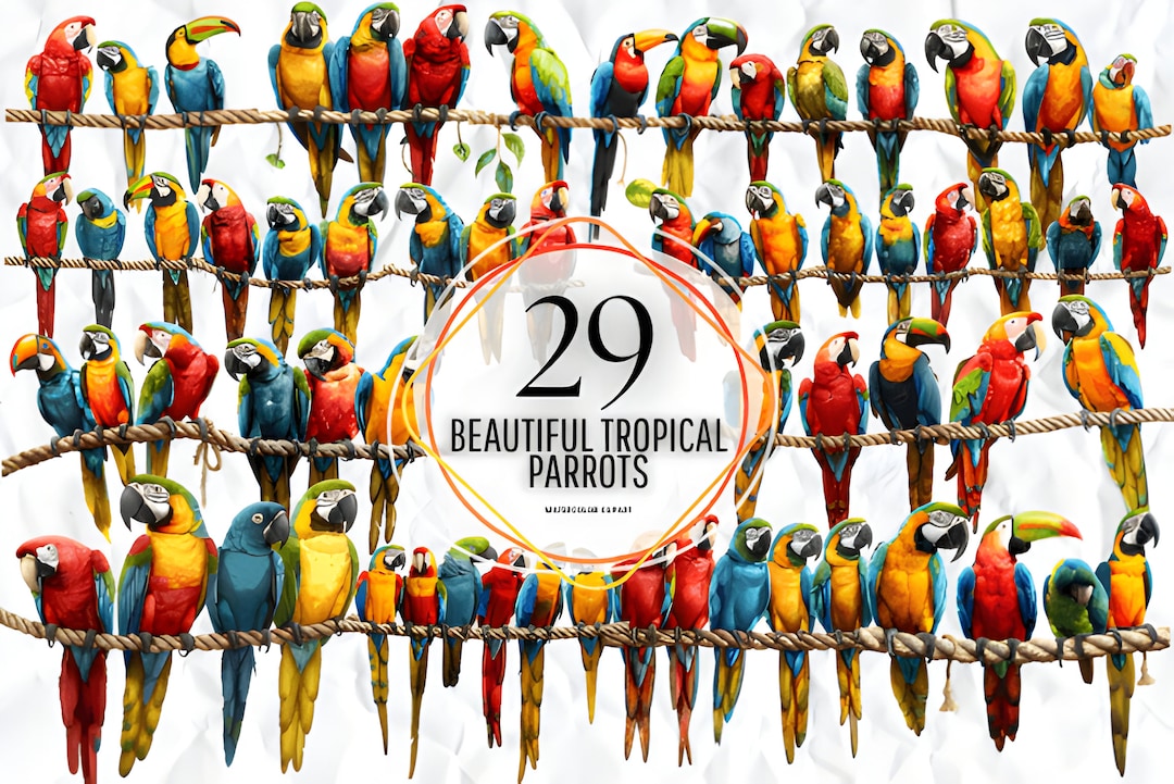 Tropical Parrot Clipart PNG - Tropical Birds Clipart Bundle - Tropical ...