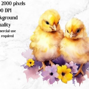 Watercolor Chicken PNG | Baby Animals | Baby Chick Clipart | Farm ...