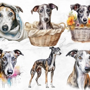 Greyhound Clipart Bundle - 18 High Quality PNG&JPG 300DPI - Digital ...
