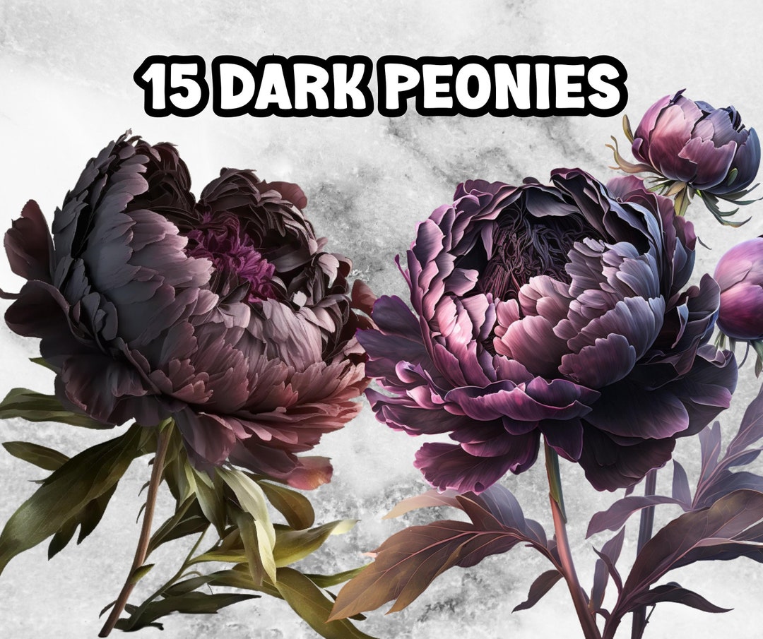 Dark Peonies Png Watercolour Peony Clipart Peony - Etsy