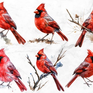 Red Cardinal PNG | Red Cardinal Bird | Cardinal Clipart | Watercolor ...