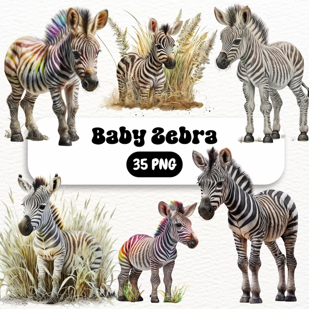 Baby Zebra. Watercolor Little Animal Clipart, Babies, Flowers, Safari ...