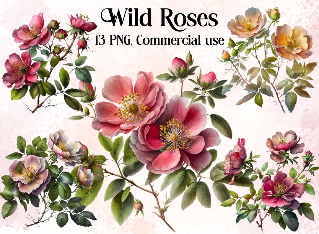 Watercolour Wild Roses Clipart Bundle, Pink, Red Roses, Floral Clipart ...