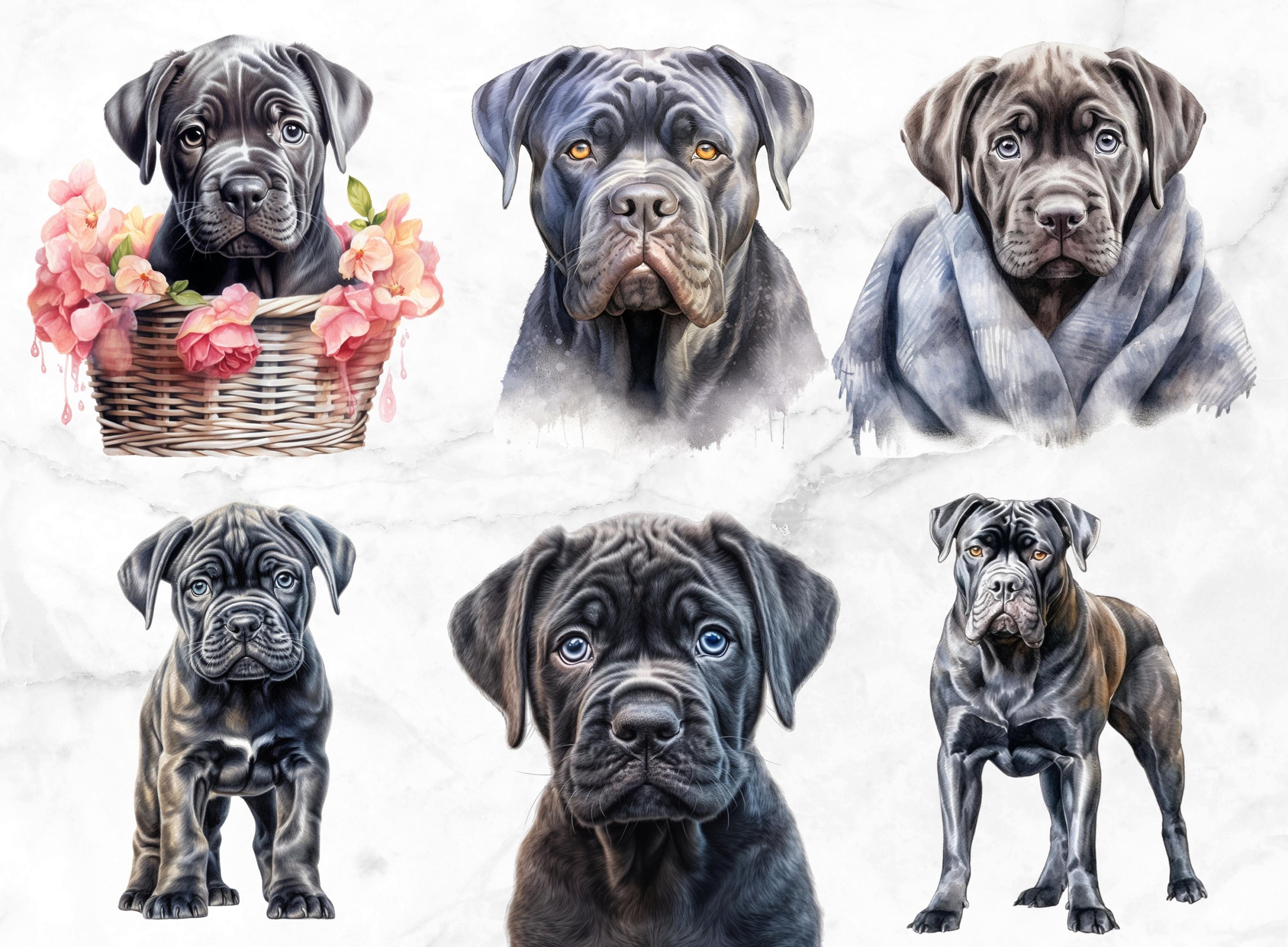 Cane Corso Clipart - 20 High Quality Pngs- Dog Watercolor Digital ...