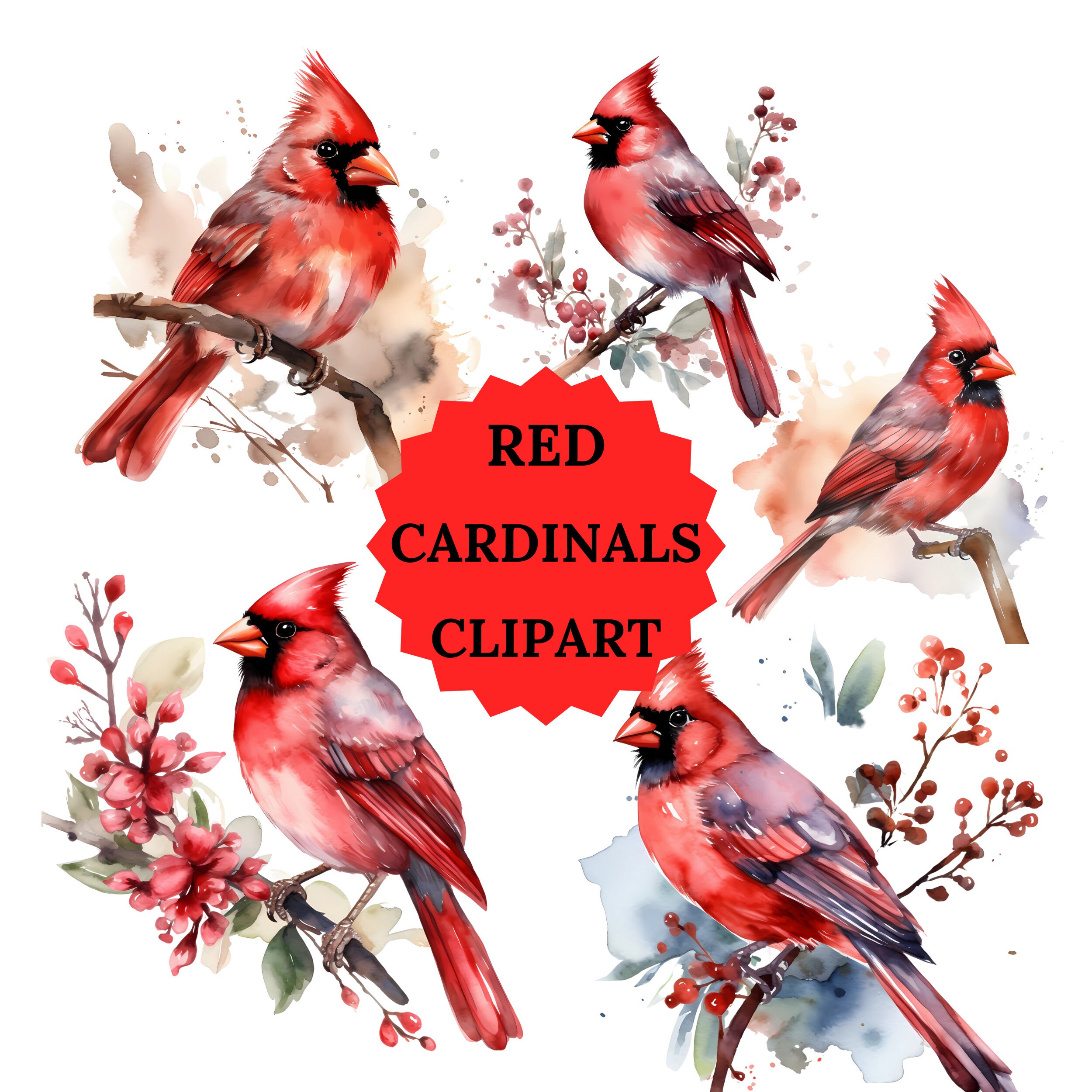 Watercolor Red Cardinal Bird PNG Clipart, 21 High-quality Images ...