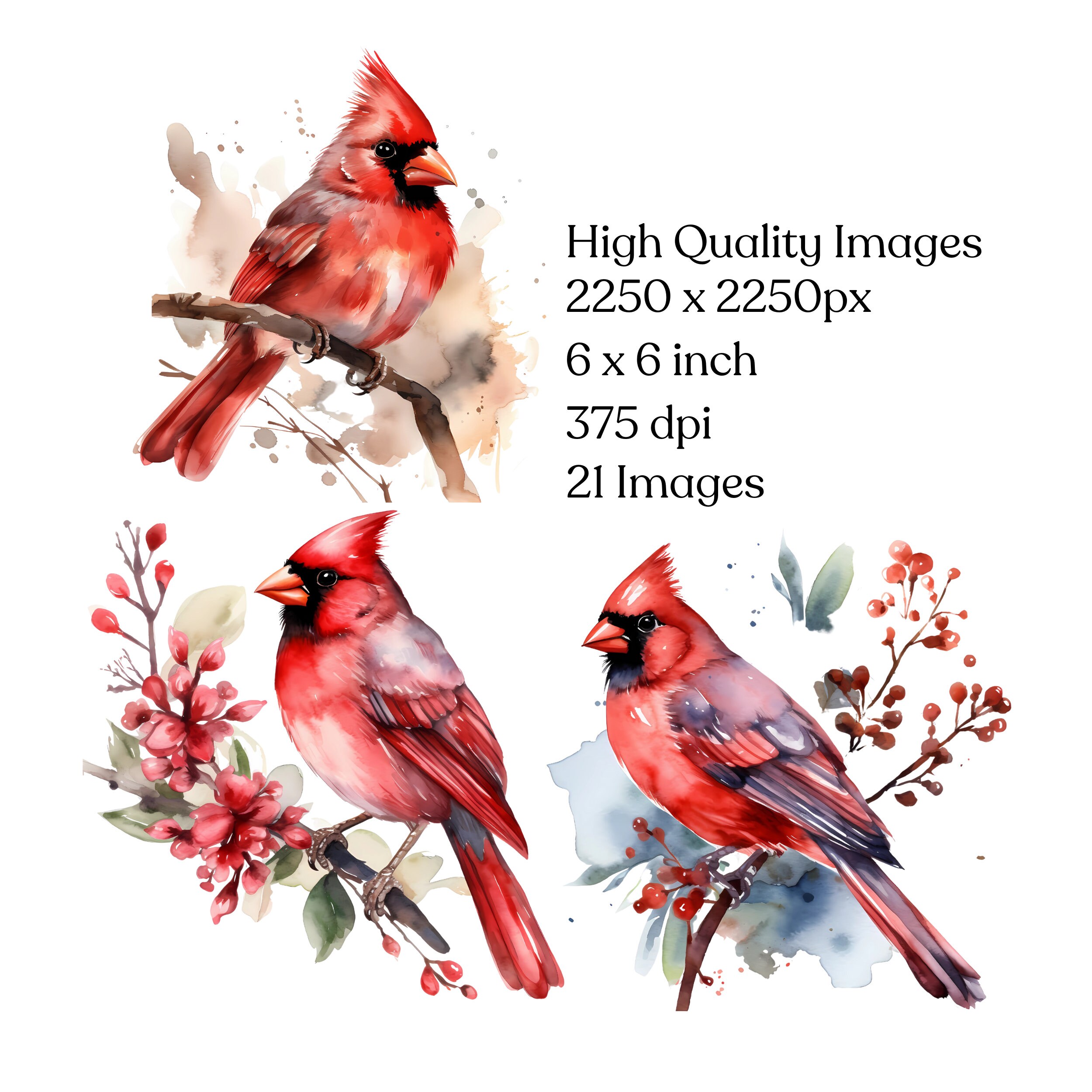 Watercolor Red Cardinal Bird PNG Clipart, 21 High-quality Images ...