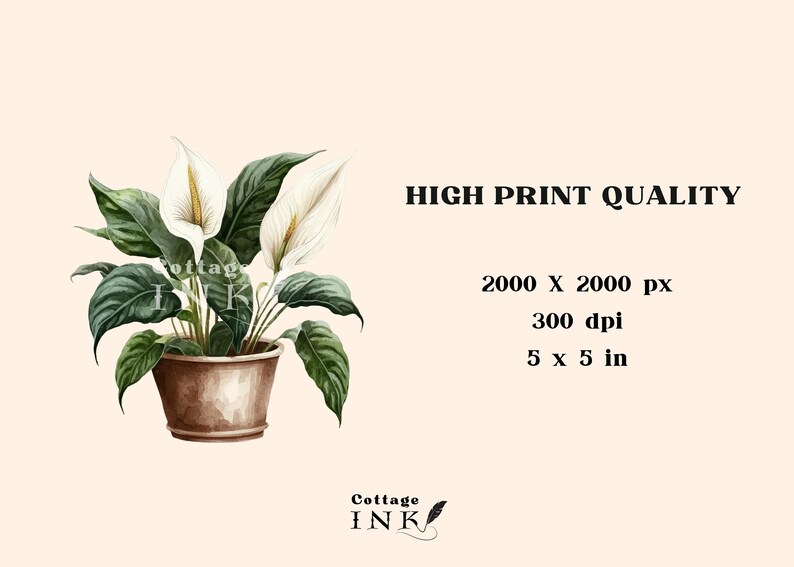 Watercolor Potted Plants Clipart Bundle, Boho House Plants PNG ...