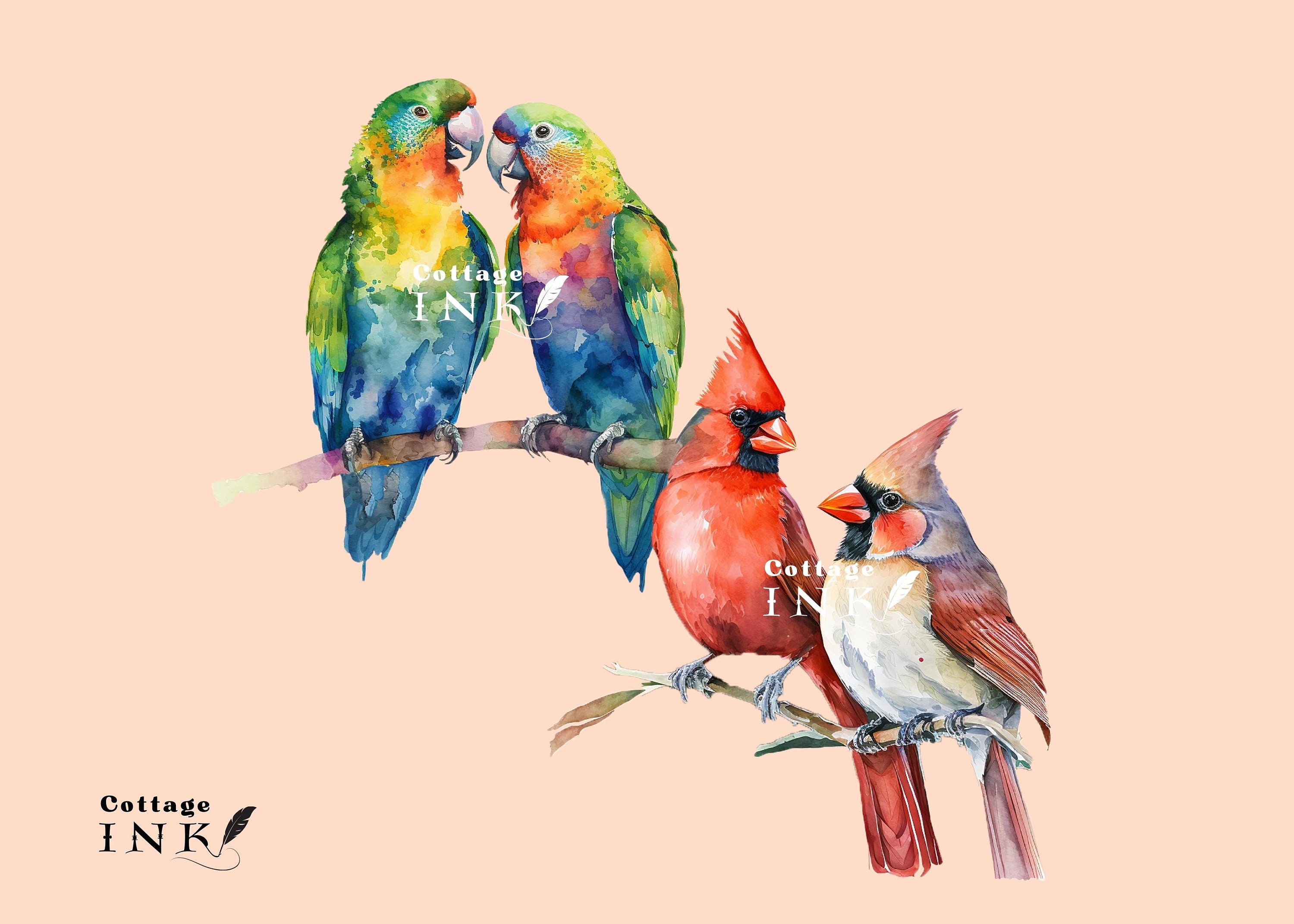 Love Birds Clipart Bundle Watercolor Valentines Birds PNG - Etsy