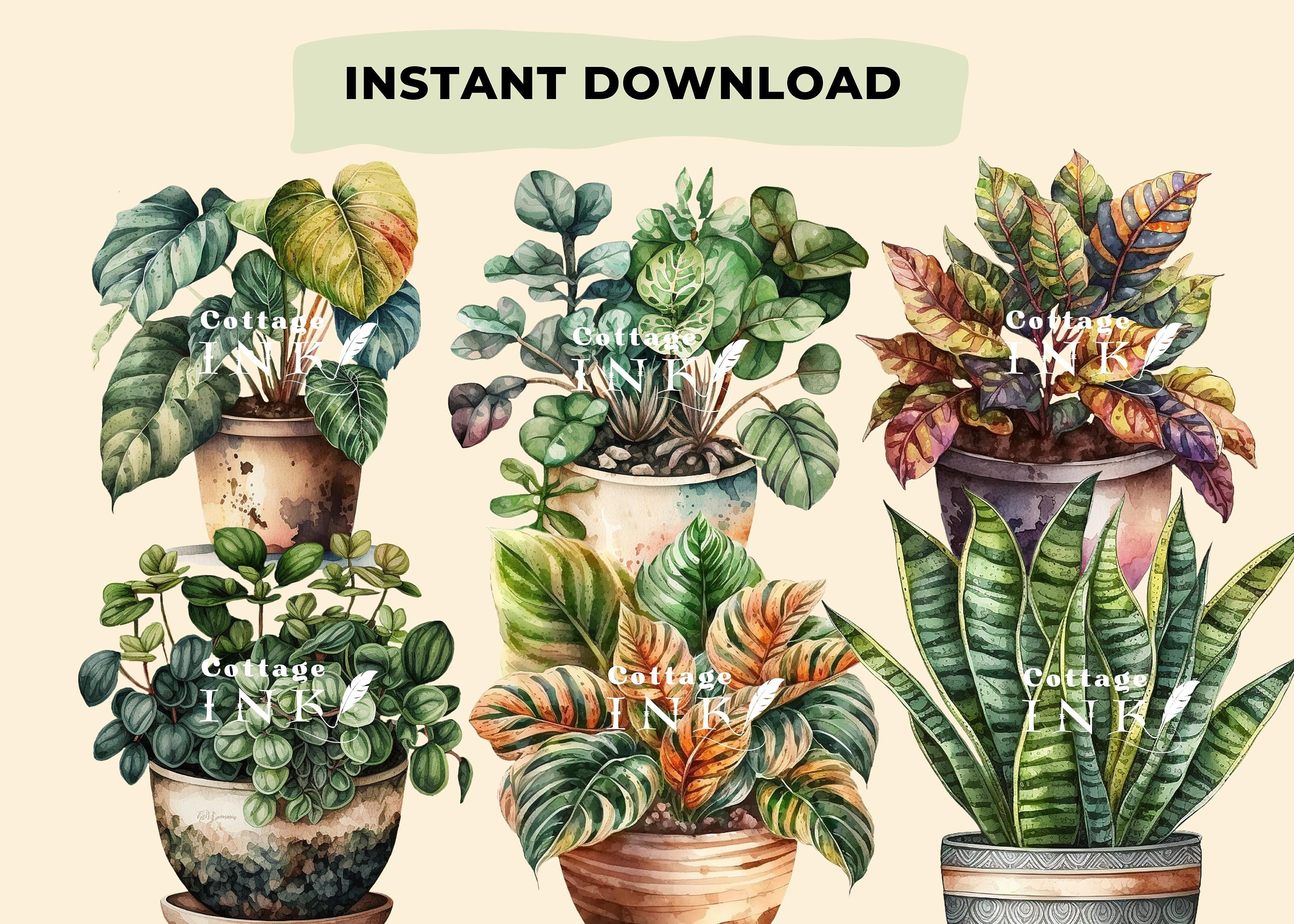 Watercolor Potted Plants Clipart Bundle, Boho House Plants PNG ...