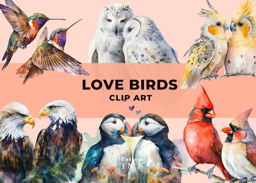 Love Birds Clipart Bundle, Watercolor Valentines Birds PNG, Romantic ...