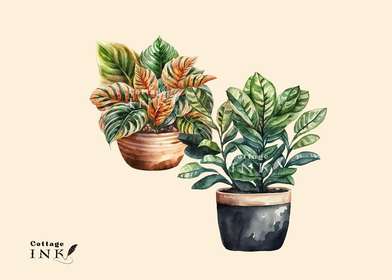Watercolor Potted Plants Clipart Bundle, Boho House Plants PNG ...