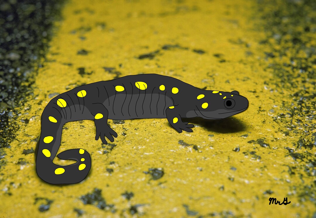 Spotted Salamander - Digital Prints - Printable Wall Art - Animal - Etsy