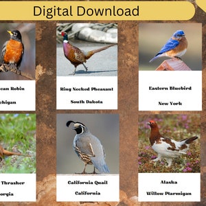 State Bird Flash Cards, Montessori, Preschool Flashcards, Nomenclature ...