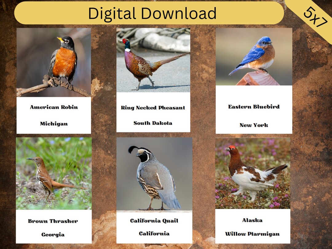 State Bird Flash Cards, Montessori, Preschool Flashcards, Nomenclature ...