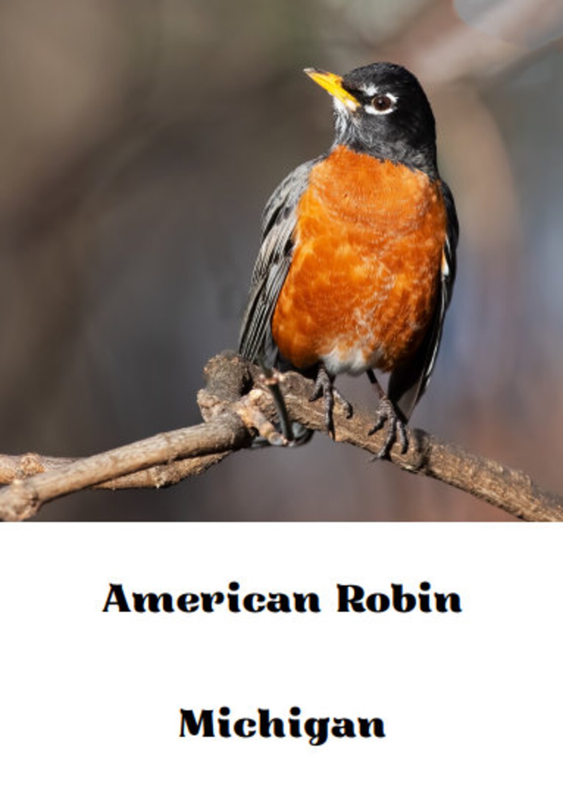 State Bird Flash Cards, Montessori, Preschool Flashcards, Nomenclature ...