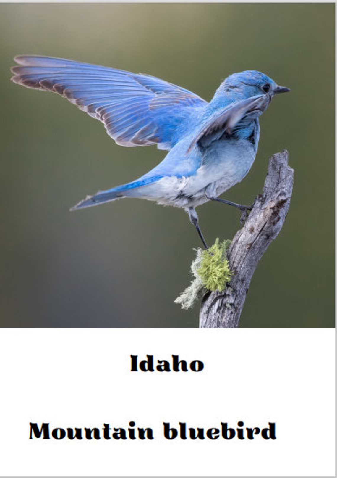 State Bird Flash Cards, Montessori, Preschool Flashcards, Nomenclature ...