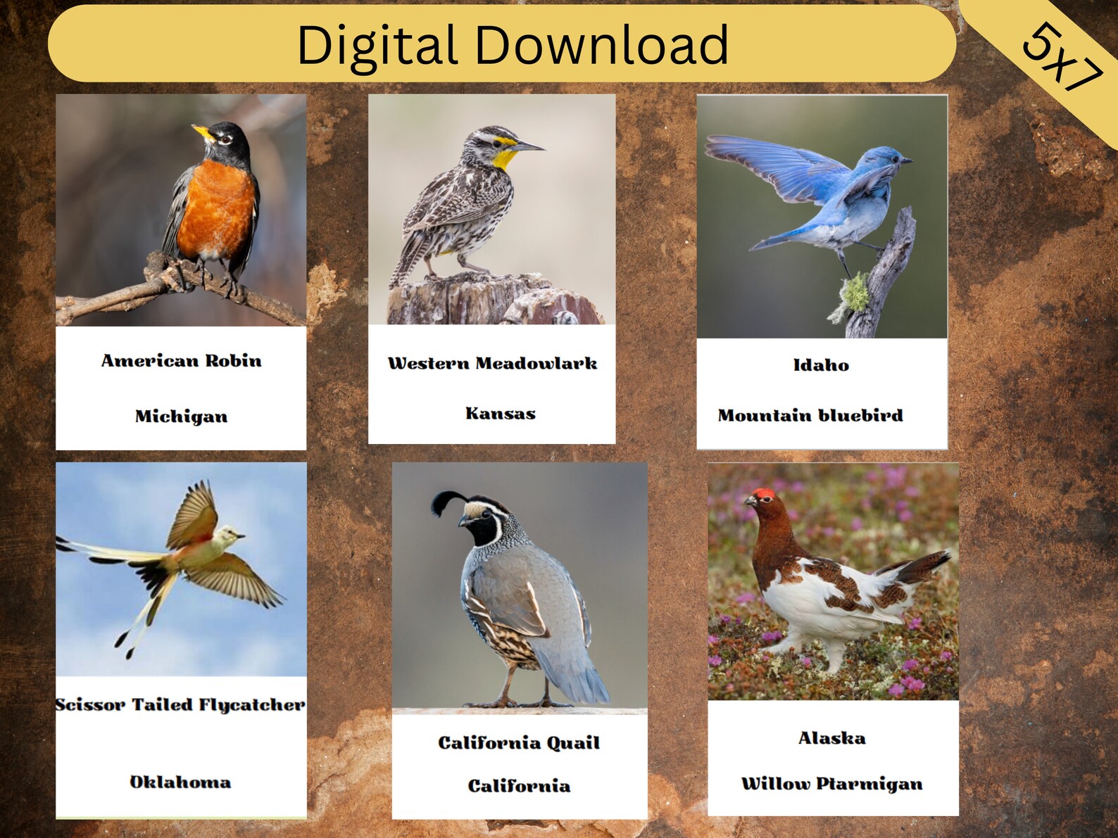 State Bird Flash Cards, Montessori, Preschool Flashcards, Nomenclature ...