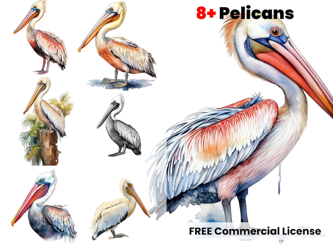 Pelican Watercolor Clipart Louisiana Pelican Swamp PNG Commercial Use ...