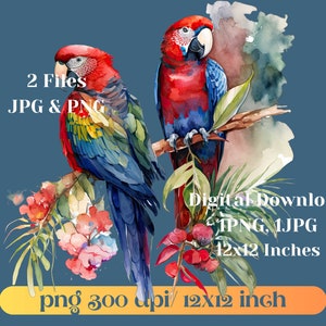 Parrots, Parrot Png, Watercolor Animals, Clipart Animals, Parrot ...