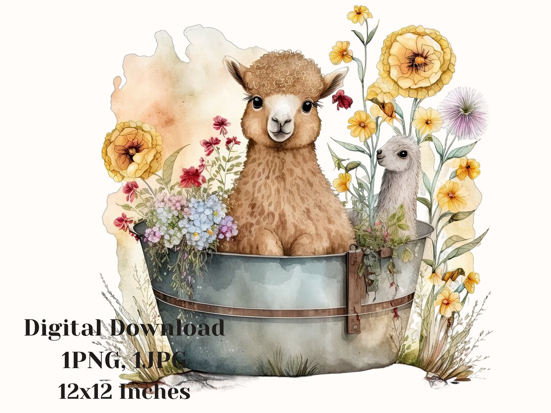 Llama Clipart, Baby Llama Illustration, Cute Animal Graphic, Hand ...