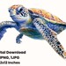 Cute Sea Turtle Clipart Ocean Animals Sea Turtle PNG Sea - Etsy