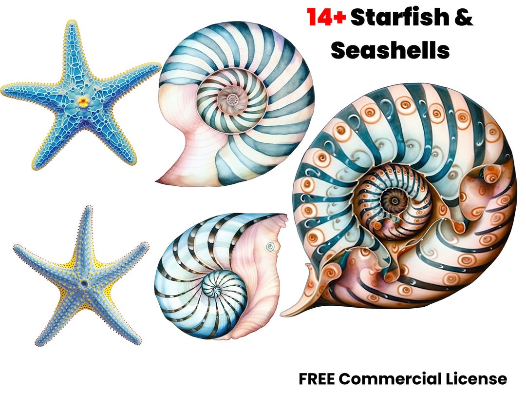 Seashell and Seastar Clipart, Beach Decor, Png, Beach Wall Art, Digital ...