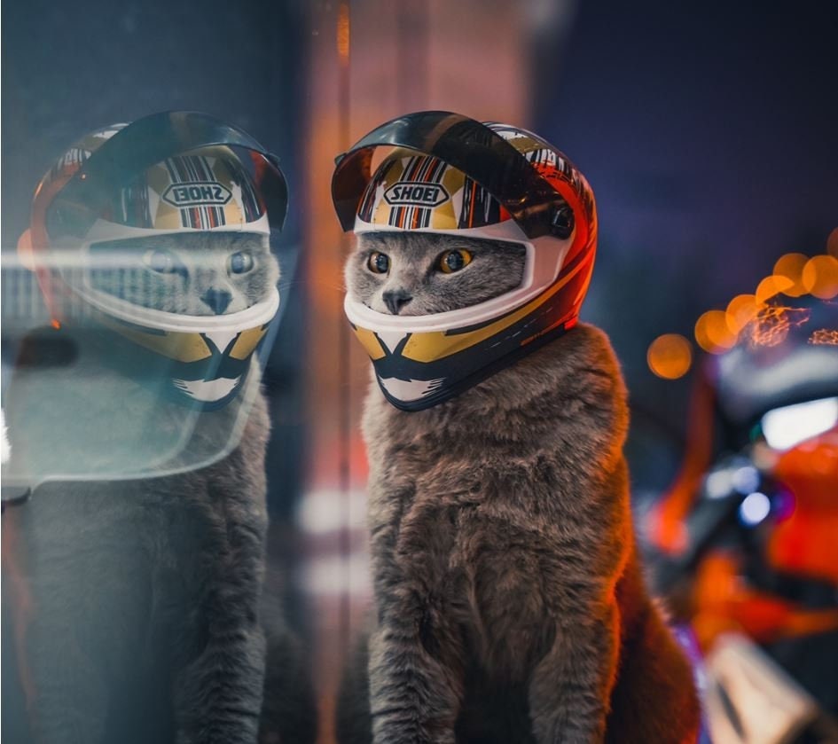Animal Motorcycle Helmet