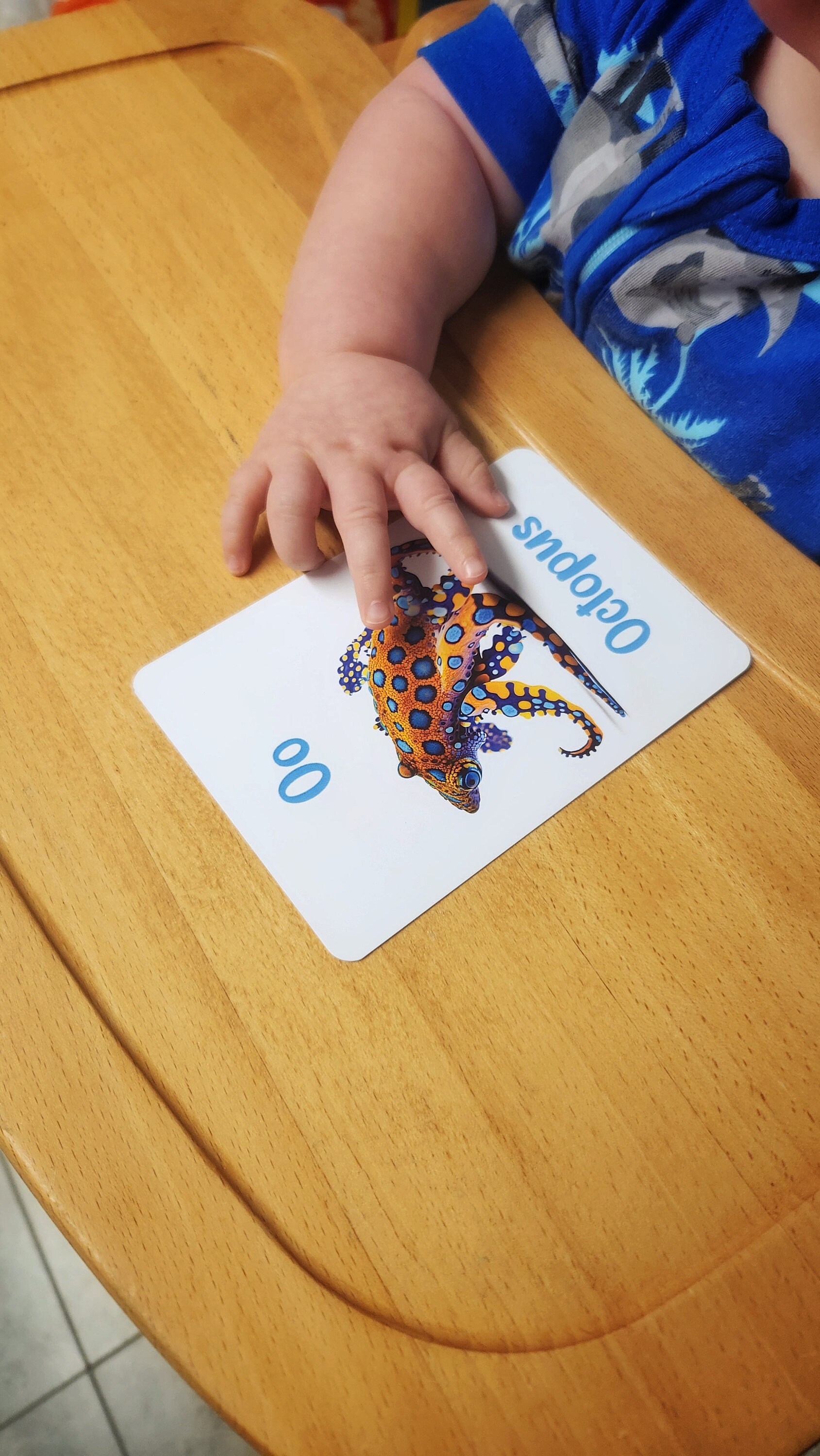 ABC Australian Animal Alphabet Flash Cards for Kids Early Learning ...