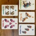 Australian Animal Numeracy Flash Cards for Kids Montessori 123 Numbers ...
