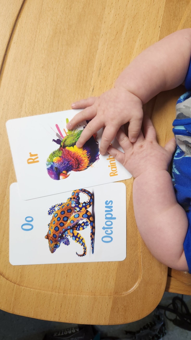 ABC Australian Animal Alphabet Flash Cards for Kids Early - Etsy Australia