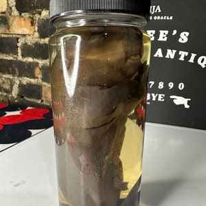 Beaver Wet Specimen - Etsy